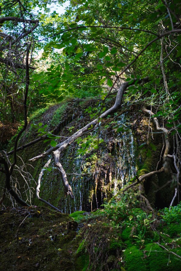 Streams of the Waterfall Fall from the Rock among the Greenery. Stock ...