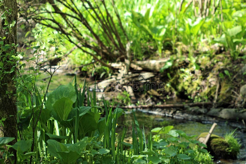 Streamside Scenic stock image. Image of creek, summer - 16107729