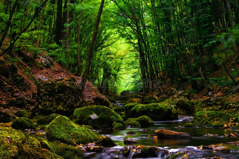 Strean tin forest stock photo. Image of liquid, deep - 10813532