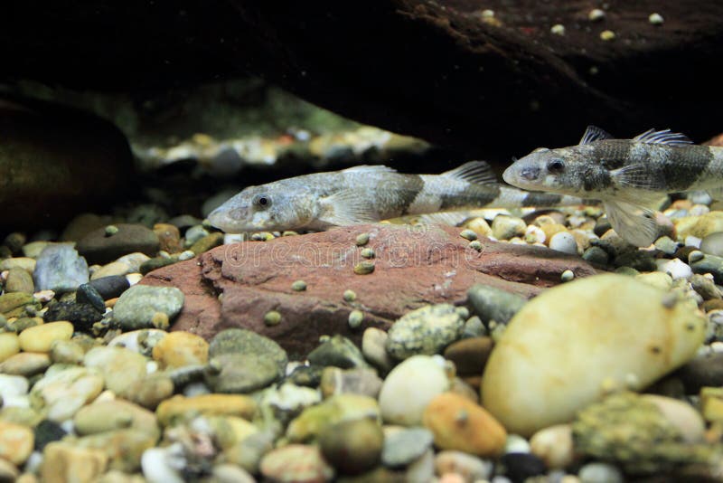 Rhône Streber Fische Gegen Weißen Hintergrund Stockbild - Bild von ...