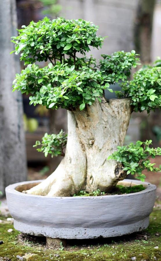 Streblus asper bonsai stock image. Image of khoi, karera - 315609921