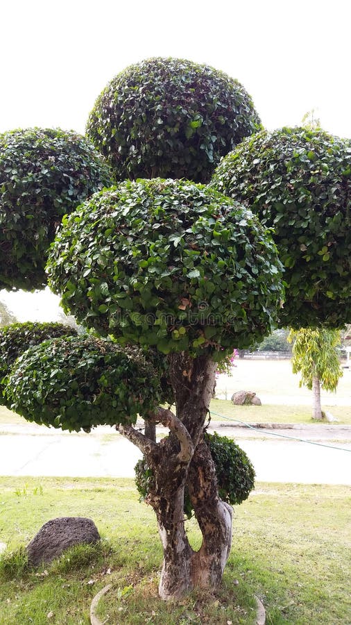 Streblus Asper Lour Tooth Brush Tree Stock Image - Image of tree ...