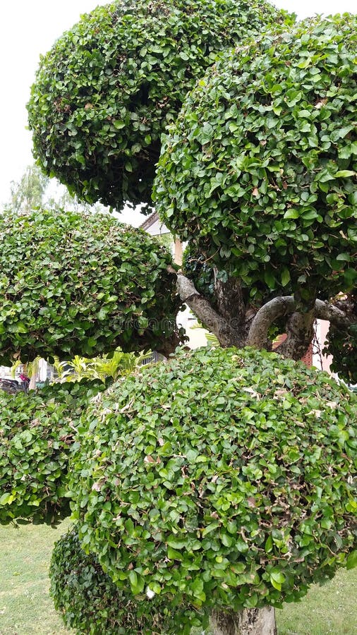 Streblus Asper Lour Tooth Brush Tree Stock Image - Image of tree ...