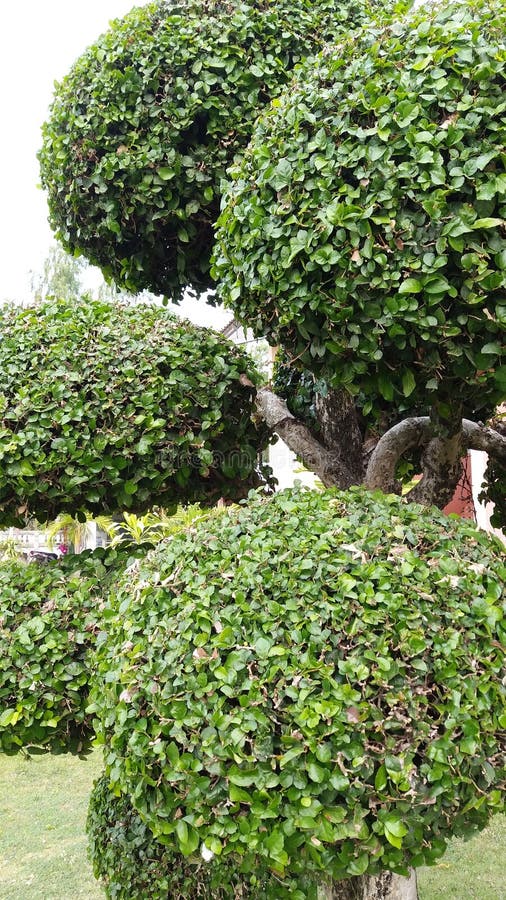 Streblus Asper Lour Tooth Brush Tree Stock Image - Image of streblus ...