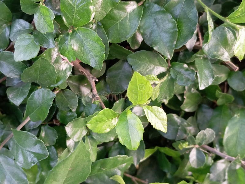 Streblus Asper Plants Grow Shoots in the Center Stock Photo - Image of ...