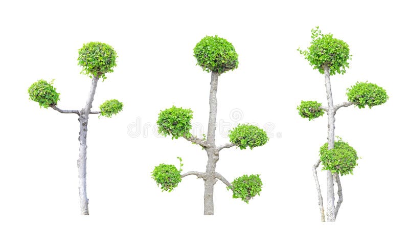 Streblus Asper Tree Collection Stock Image - Image of asper, leafy ...