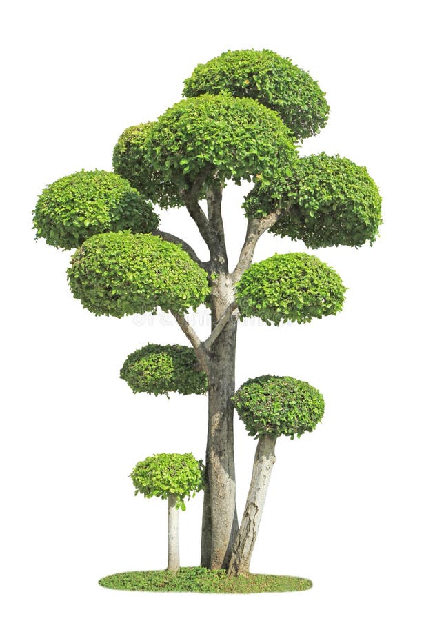 Streblus asper tree stock image. Image of plant, shape - 32320555