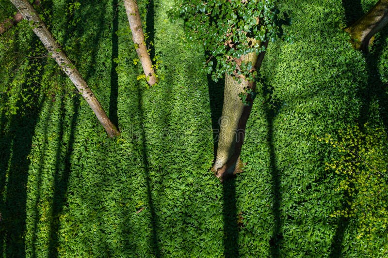 Stree Stems and Wild Garlic Seen Form Above Stock Photo - Image of ...
