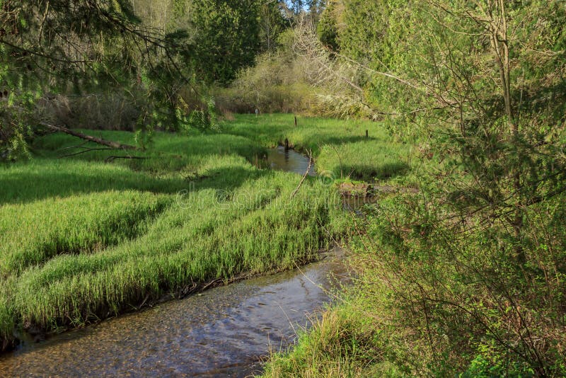 Streem Flowing through Wetlands in Spring Stock Photo - Image of nature ...