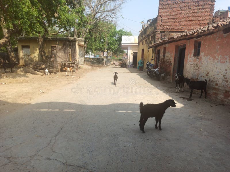 Street animal goats India editorial stock image. Image of pets - 179883369