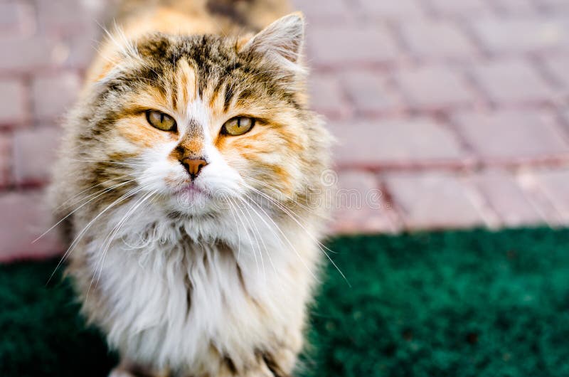 Beautiful Multi-colored Street Cat Looks at the Camera Stock Image ...