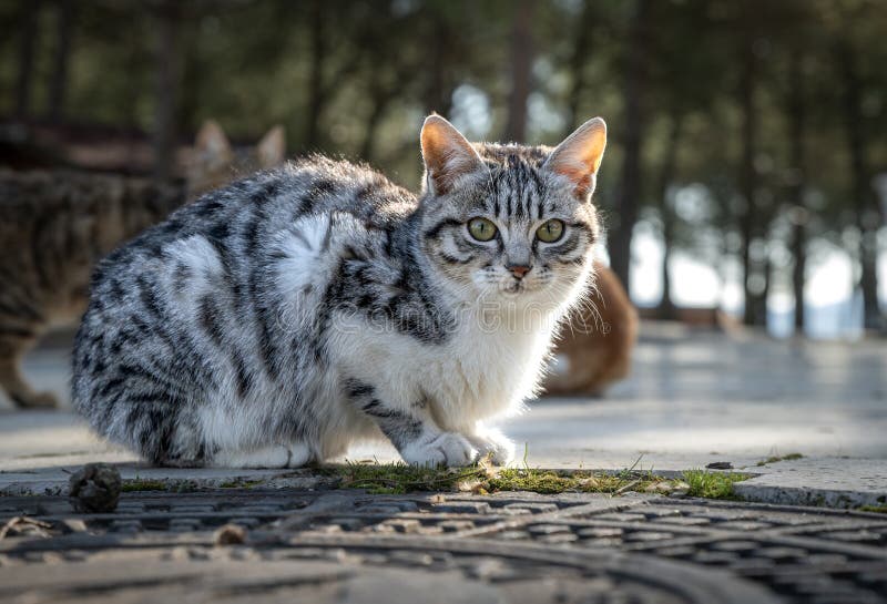 Street Animals and Life on the Street Stock Photo - Image of cats ...