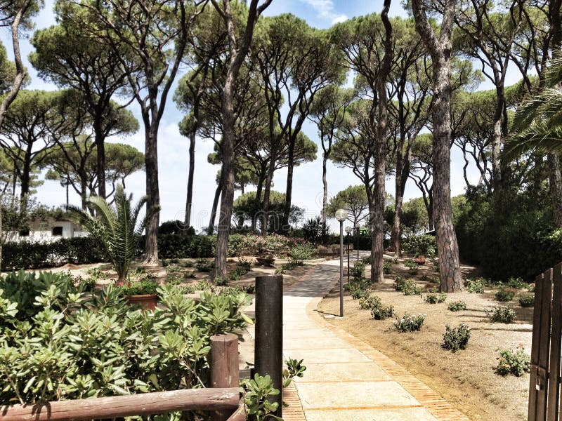 Street for the beach stock image. Image of sand, trees - 49368079