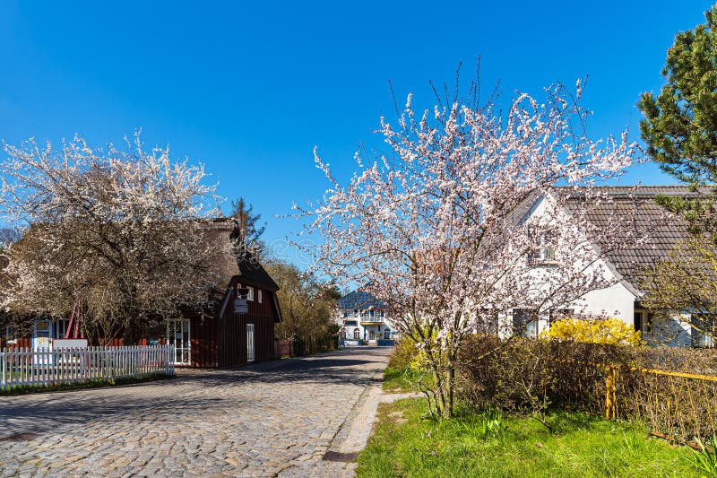 Street, Buildings and Blooming Trees in Zingst, Germany Stock Photo ...