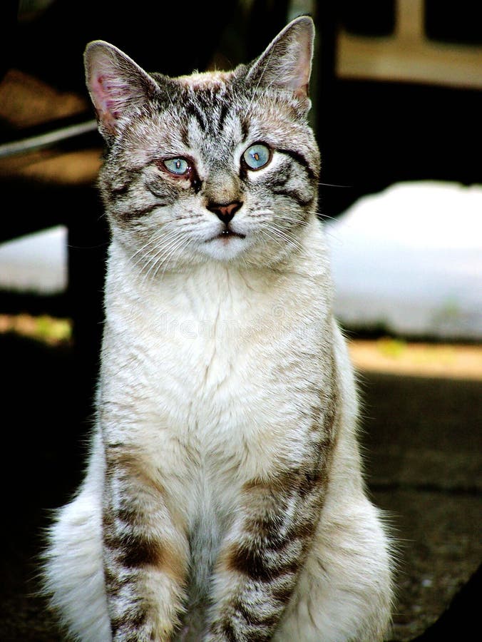 Street cat stock photo. Image of eyes, furry, street, soft - 1013092