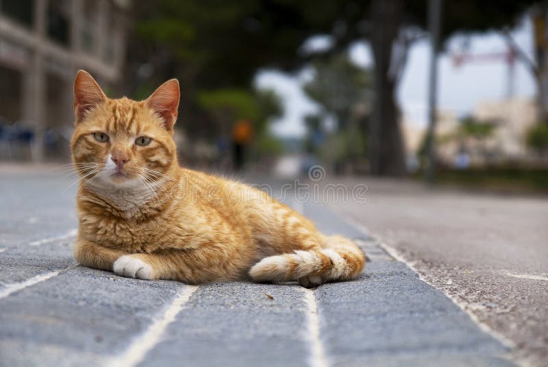 Street cat stock image. Image of jordi, tourism, horizontal - 11801089