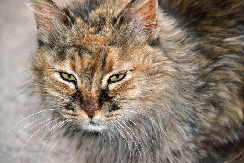 Street cat stock photo. Image of amazing, animal, starring - 23744456