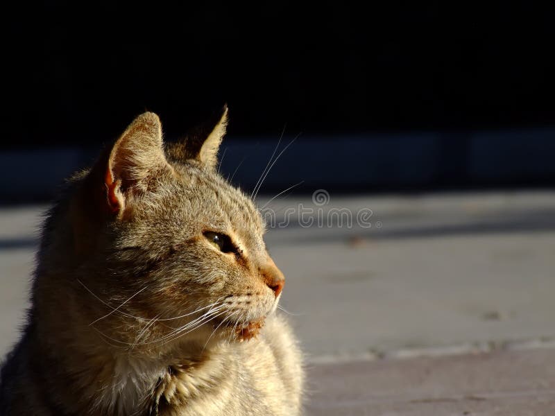 Street Cat stock photo. Image of feral, kitty, curious - 2550288