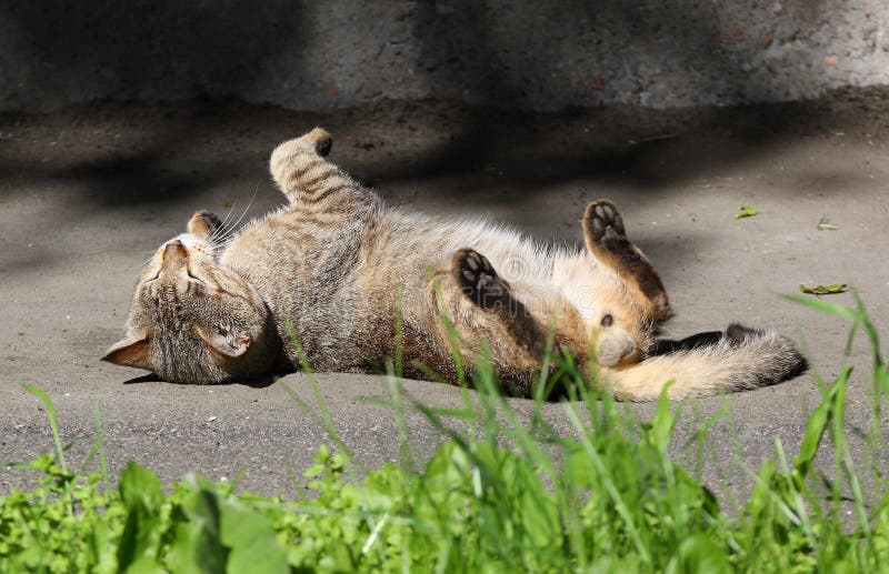 Street cat basking stock image. Image of street, bliss - 122819869