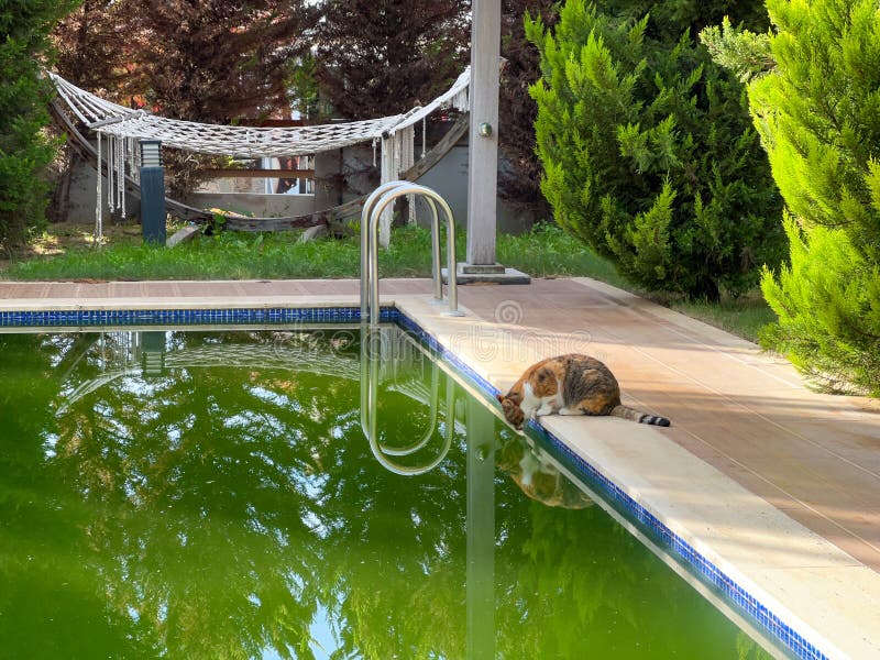 Street Cat Drinks from the Pool. the Problem of Stray Animals Stock ...