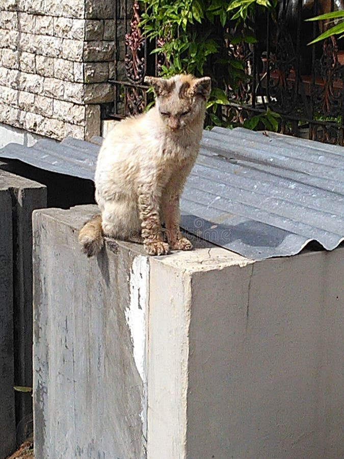 Street cat stock photo. Image of sickness, garbage, sick - 85469124