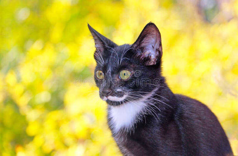 Street Cat Gazing at the Camera Stock Image - Image of black, looks ...