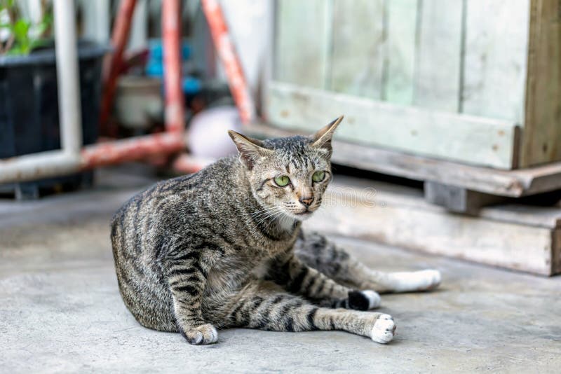 A street cat stock image. Image of animal, alone, beautiful - 214265743