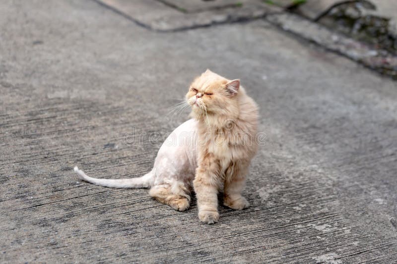 Street Cat that Has Never Been Loved Stock Image - Image of feline ...