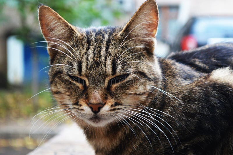 Street cat stock photo. Image of feral, outdoor, young - 93247312