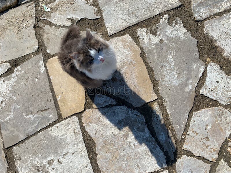 The street cat stock photo. Image of wall, animal, feline - 249006800