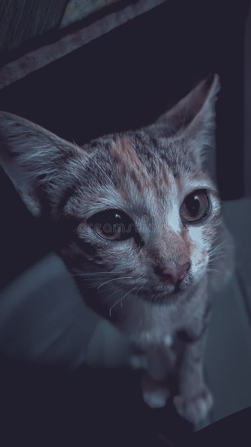 Street Cat Hungry in the Night Stock Photo - Image of hungry, street ...
