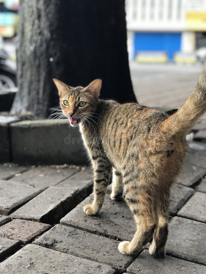 Street Cat stock image. Image of catlovers, coffeecat - 222403939