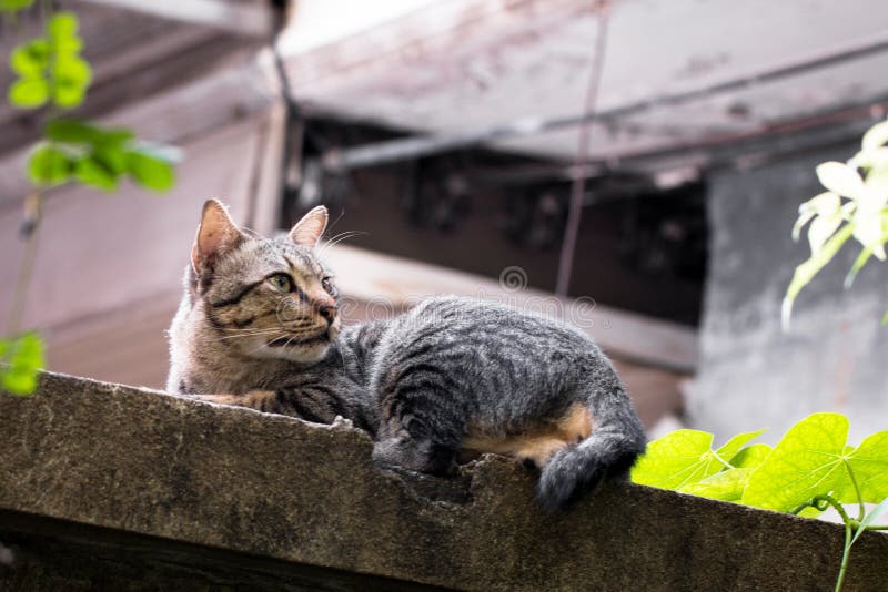 Street Cat Isolate on Blackground,front View Stock Image - Image of ...