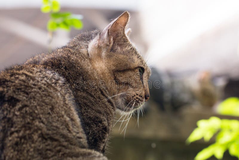 Street Cat Isolate on Blackground,front View Stock Image - Image of ...