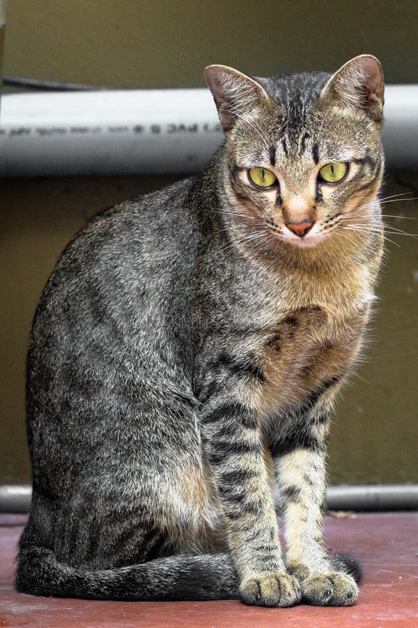 Street Cat Isolate on Blackground,front View from the Top Stock Image ...