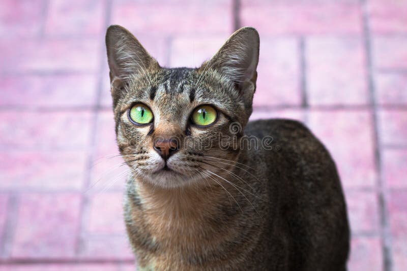 Street Cat Isolate on Blackground,front View from the Top Stock Image ...