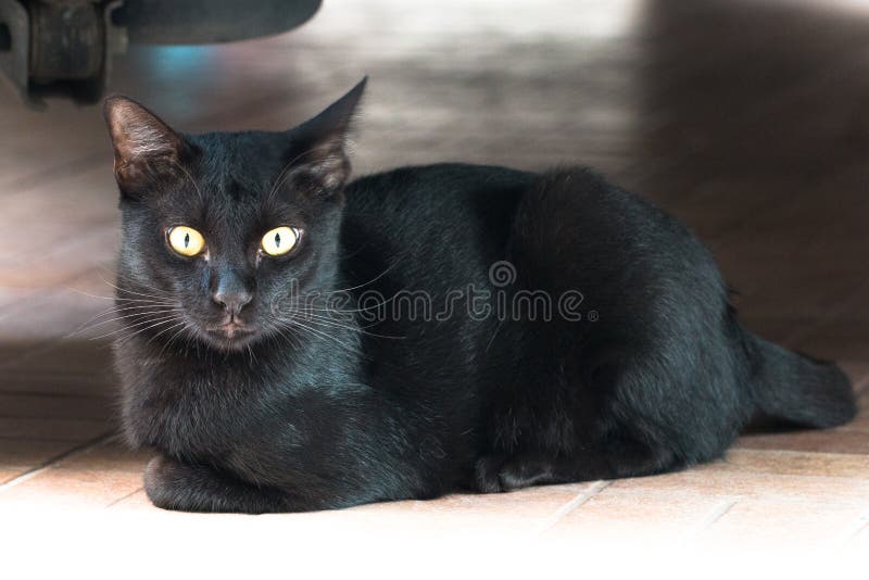 Street Cat Isolate on Blackground,front View Stock Image - Image of ...