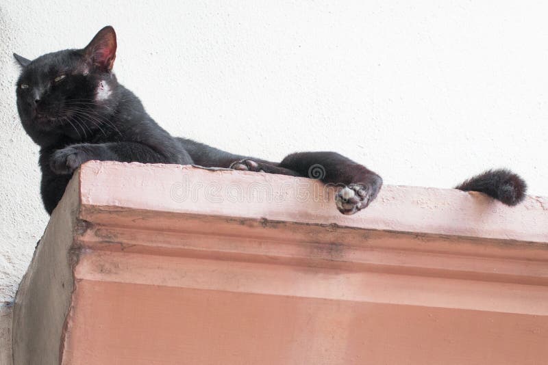 Street Cat Isolate on Blackground,front View Stock Image - Image of ...