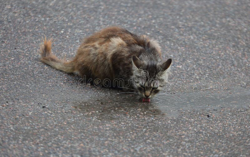 Street Cat Laps Water from a Puddle on the Asphalt Stock Photo - Image ...