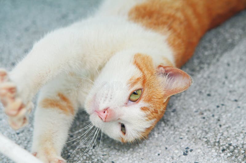 Street cat stock photo. Image of nature, grey, watching - 31619016