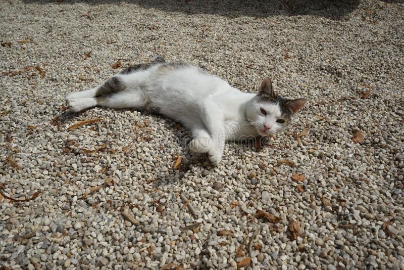 Street Cat Lying on the Ground Stock Photo - Image of street, outdoors ...