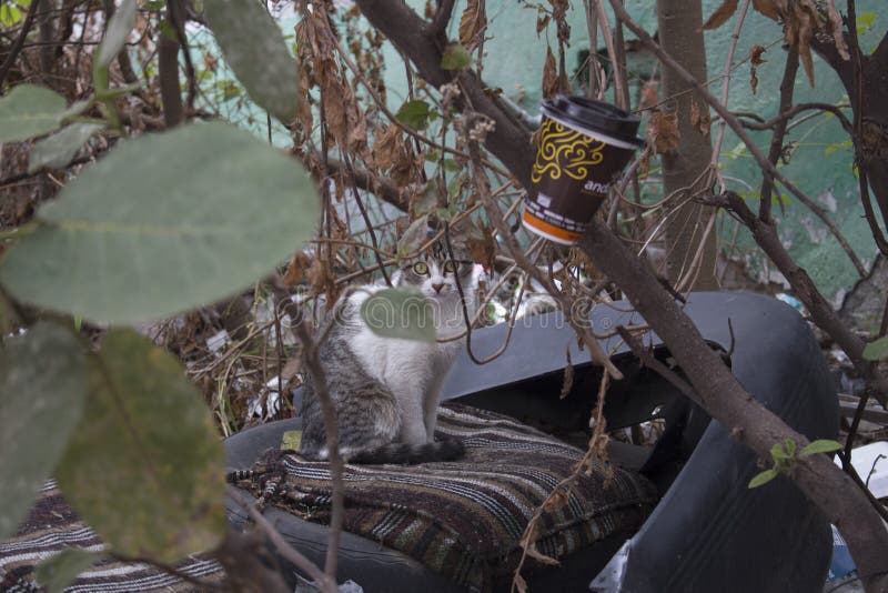 Cat in a dump 2 editorial photography. Image of abandoned - 130510757
