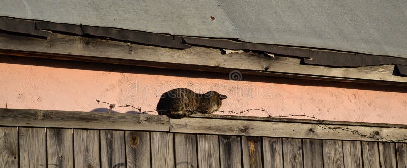 Street Cat Sleeping on the Fence with Barbed Wire Stock Photo - Image ...