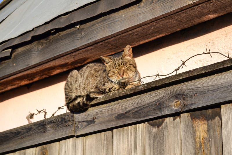 280 Cat Barbed Wire Stock Photos - Free & Royalty-Free Stock Photos ...