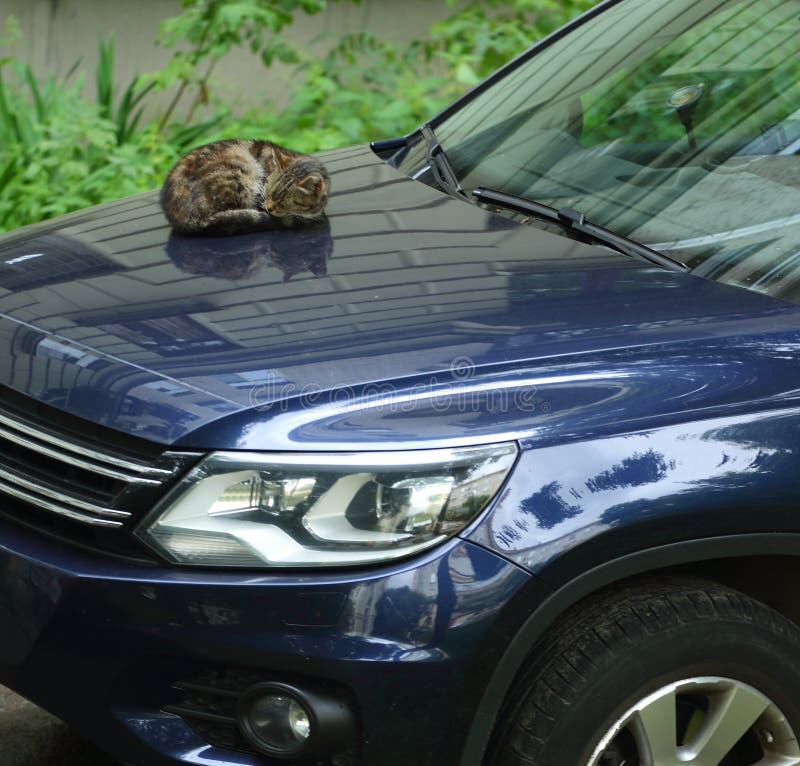 Street Cat Sleeps on the Hood of a Blue Car Stock Image - Image of ...