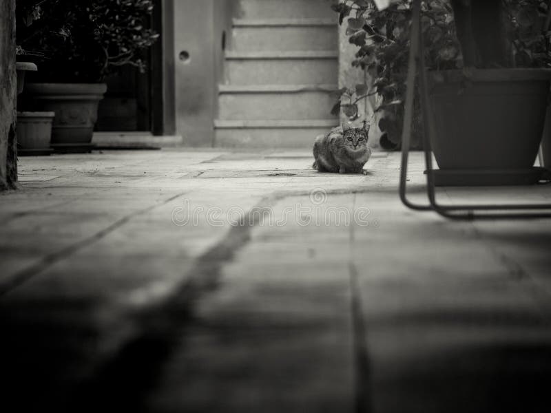 Street cat stock photo. Image of head, abstract, vintage - 97302000