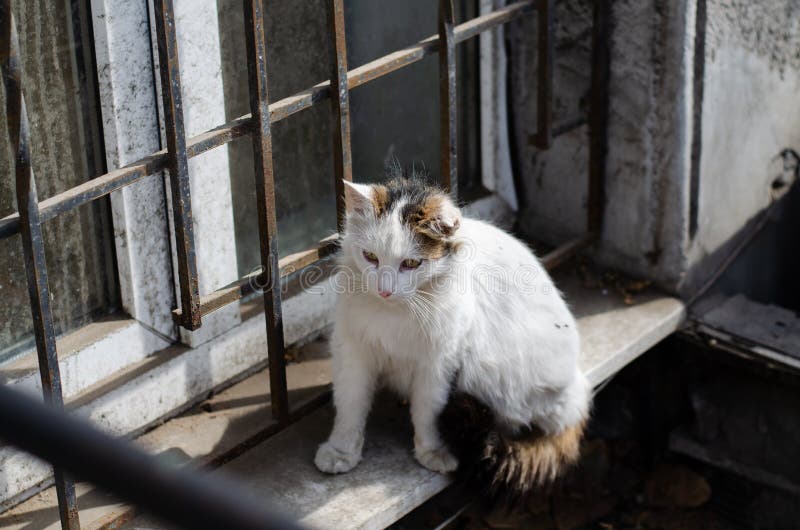 The Street Cat is Walking. March Cat. a Wandering Pet. Stock Image ...