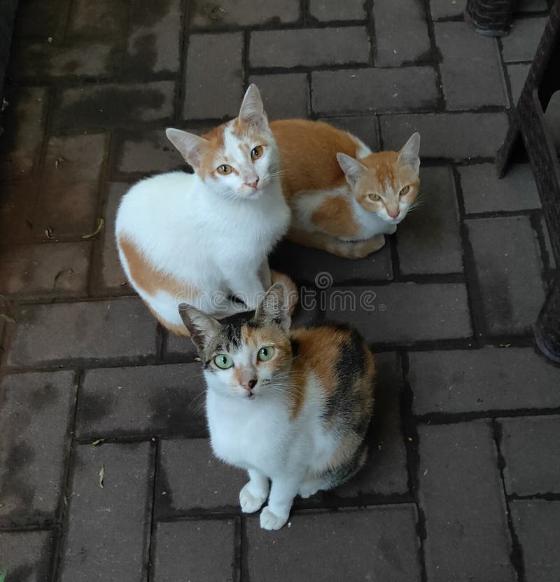 Street Cats Kittens with Different Colours Stock Photo - Image of night ...
