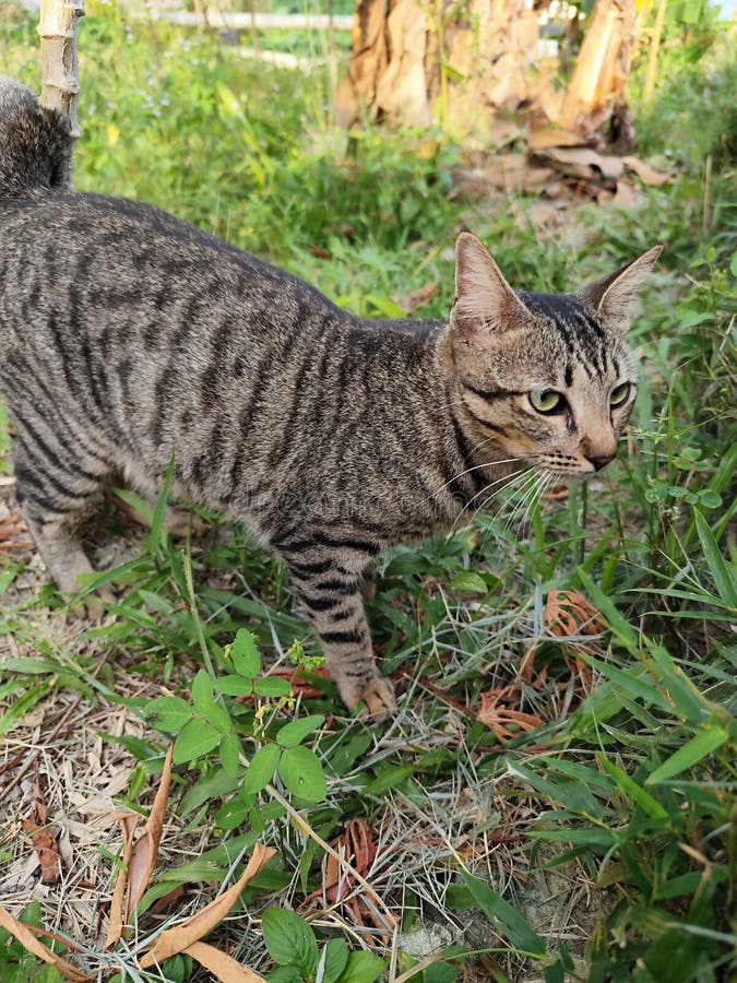 Street Cats Stalk Their Prey Stock Image - Image of stalk, mammal ...