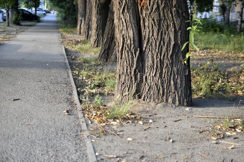 A Street in the City with Big Trees Stock Photo - Image of outdoor ...